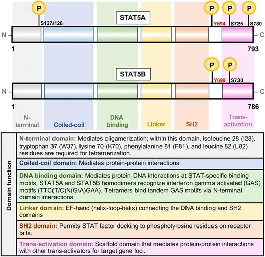 Dynamic Roles for IL-2–STAT5 Signaling in Effector and Regulatory CD4 ...
