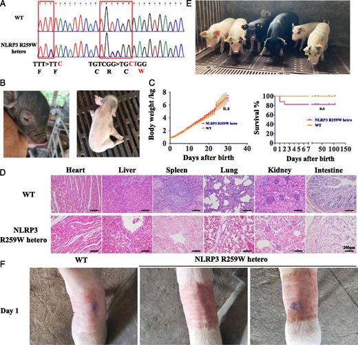 Engineered Pigs Carrying a Gain-of-Function NLRP3 Homozygous Mutation ...
