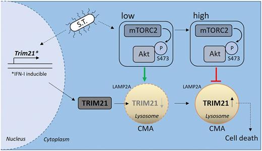 TRIM21 Is Targeted for Chaperone-Mediated Autophagy during Salmonella ...