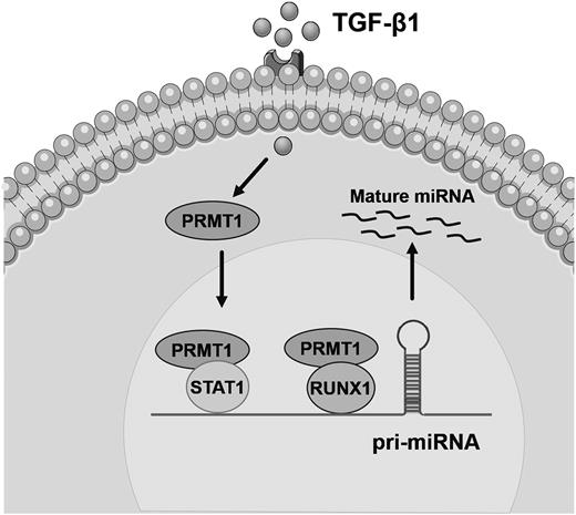 PRMT1 Modulates Processing of Asthma-Related Primary MicroRNAs (Pri ...