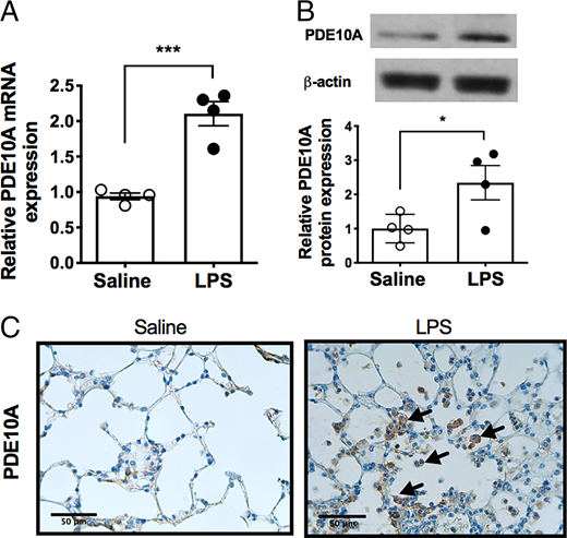 Phosphodiesterase 10A Is a Key Mediator of Lung Inflammation | The ...