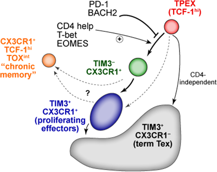Identification of a T-bethi Quiescent Exhausted CD8 T Cell ...