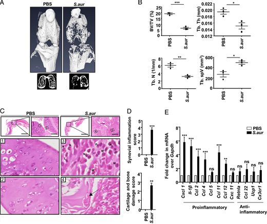 Selective Activation Of Mst1 2 Kinases By Retinoid Agonist Adapalene
