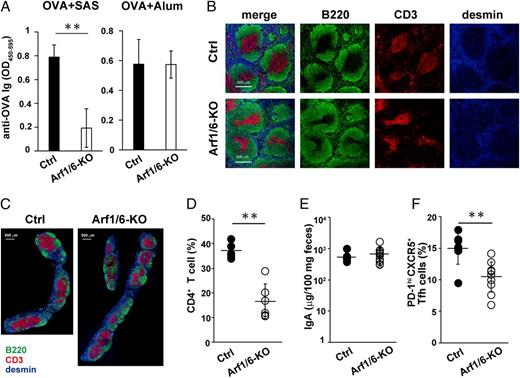 Arf1 and Arf6 Synergistically Maintain Survival of T Cells during ...