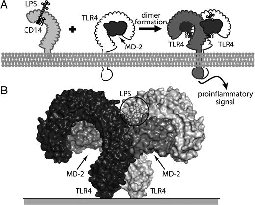 Identification and Characterization of Zebrafish Tlr4 Coreceptor Md-2 ...