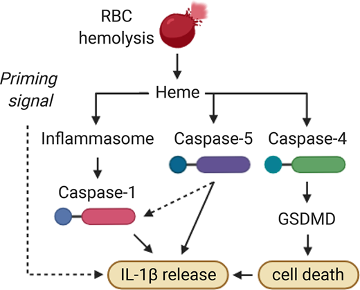 Noncanonical Roles of Caspase-4 and Caspase-5 in Heme-Driven IL-1β ...