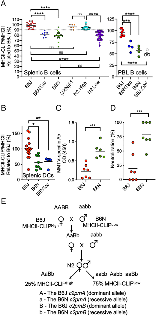 Mhc Class Ii Presentation Is Affected By Polymorphism In The H2 Ob Gene