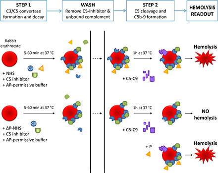 The Role of Properdin in C5 Convertase Activity and C5b-9 Formation in ...