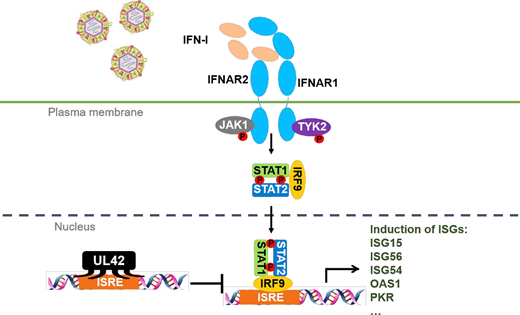Pseudorabies Virus DNA Polymerase Processivity Factor UL42 Inhibits ...