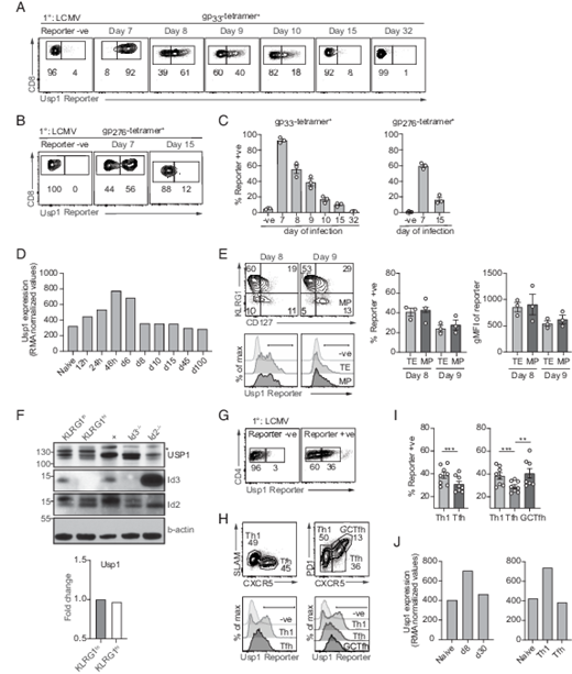 Ubiquitin Specific Protease 1 Expression And Function In T Cell