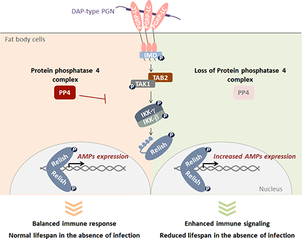 Protein Phosphatase 4 Negatively Regulates the Immune Deficiency-NF-κB ...