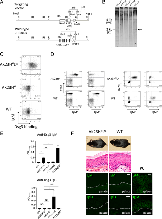Igm To Igg Class Switching Is A Necessary Step For Pemphigus Phenotype
