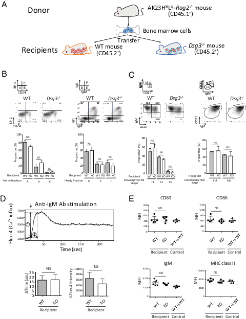 Igm To Igg Class Switching Is A Necessary Step For Pemphigus Phenotype