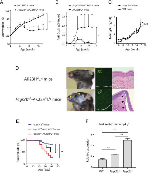 Igm To Igg Class Switching Is A Necessary Step For Pemphigus Phenotype