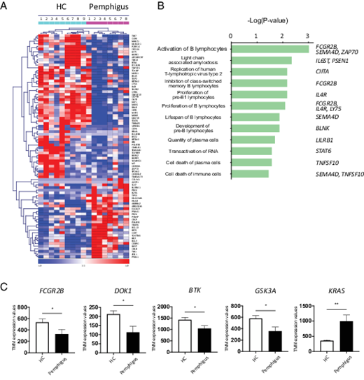 Igm To Igg Class Switching Is A Necessary Step For Pemphigus Phenotype