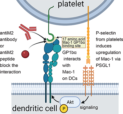 Activated Platelets Upregulate β2 Integrin Mac-1 (CD11b/CD18) on ...