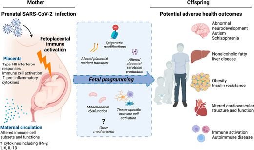 Immune Responses to SARS-CoV-2 in Pregnancy: Implications for the Health of the Next Generation ...