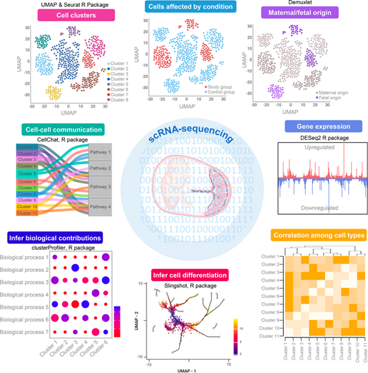 Single-Cell Immunobiology of the Maternal–Fetal Interface | The Journal ...