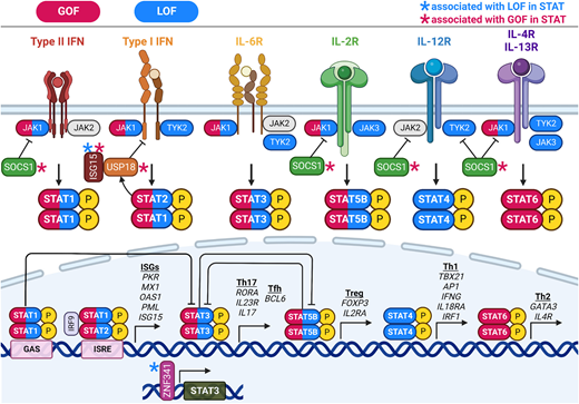 Deficiencies and Dysregulation of STAT Pathways That Drive Inborn ...