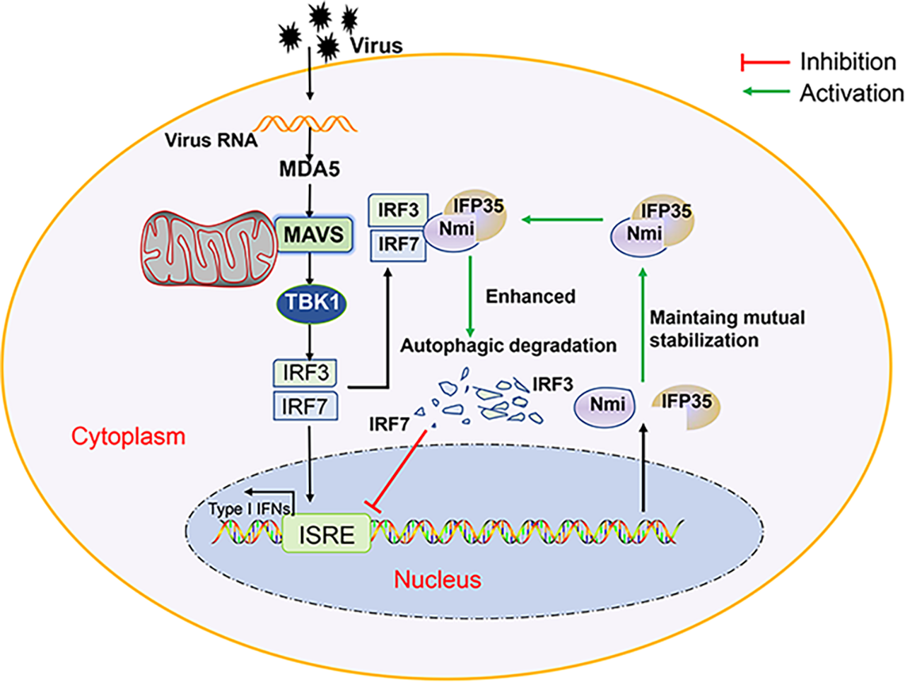 Interaction of Nmi and IFP35 Promotes Mutual Protein Stabilization and ...