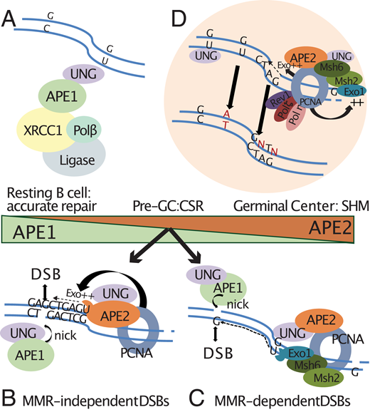 APE2 Promotes AID-Dependent Somatic Hypermutation in Primary B Cell ...