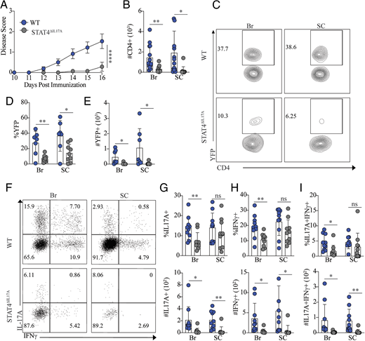Intrinsic STAT4 Expression Controls Effector CD4 T Cell Migration and ...