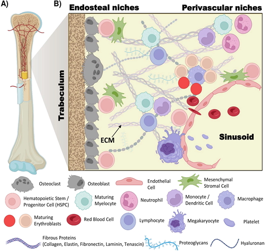 Three-Dimensional Human Bone Marrow Organoids for the Study and ...