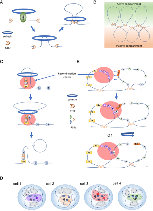Enhancers within the Ig V Gene Region Orchestrate Chromatin Topology ...