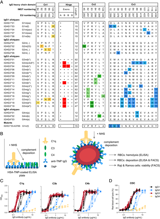 The Influence of Human IgG Subclass and Allotype on Complement ...