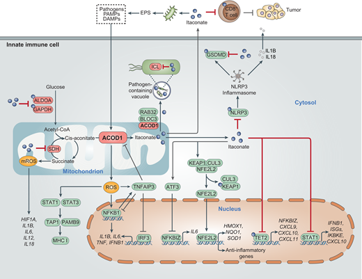 The Dual Role of ACOD1 in Inflammation | The Journal of Immunology ...