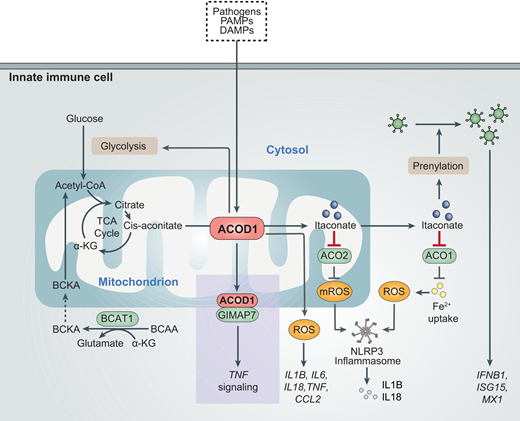 The Dual Role of ACOD1 in Inflammation | The Journal of Immunology ...